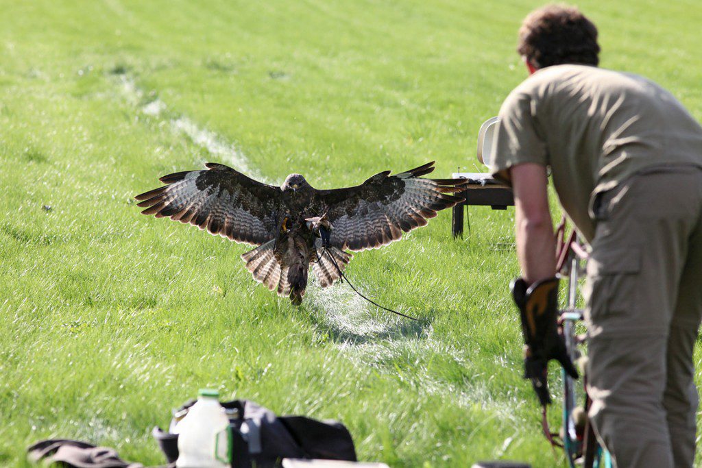 Falconry in the Czech Republic | Tres Bohemes