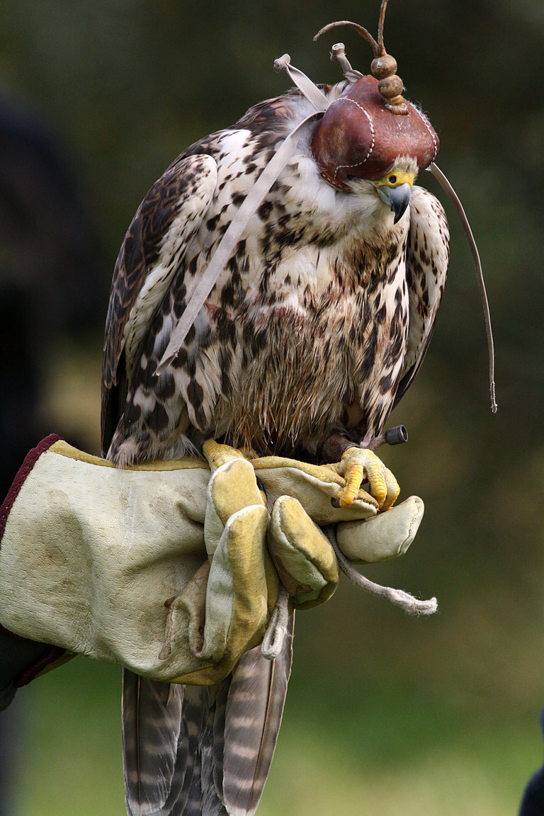Falconry in the Czech Republic | Tres Bohemes