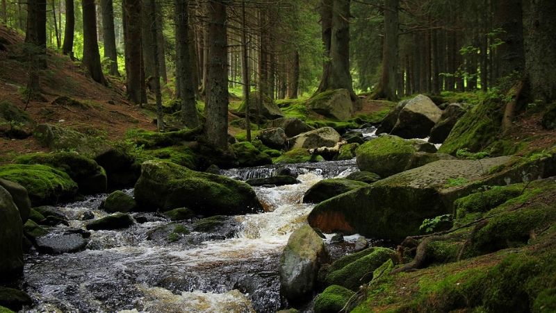 Ancient Bohemian Forest Known as Šumava Where Celts Once Roamed