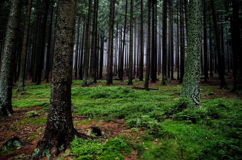 Ancient Bohemian Forest Known as Šumava Where Celts Once Roamed