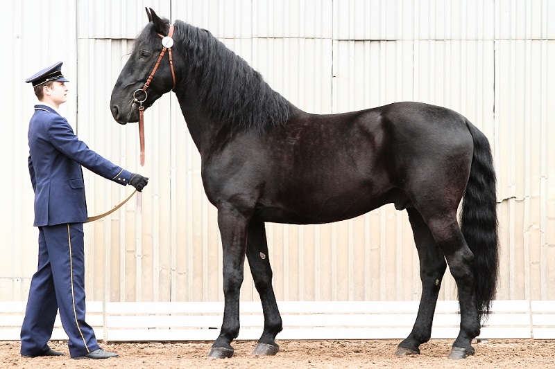 Kladruber: The Majestic & Rare Czech Horses of Emperors and Kings