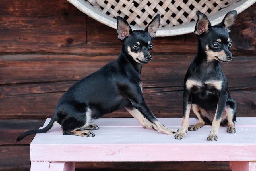 About The Breed: Prague Ratter or Krysařík | Tres Bohemes