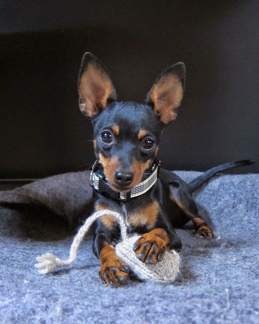 About The Breed: Prague Ratter or Krysařík | Tres Bohemes