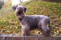 Dog Breeds from the Czech Republic | Tres Bohemes